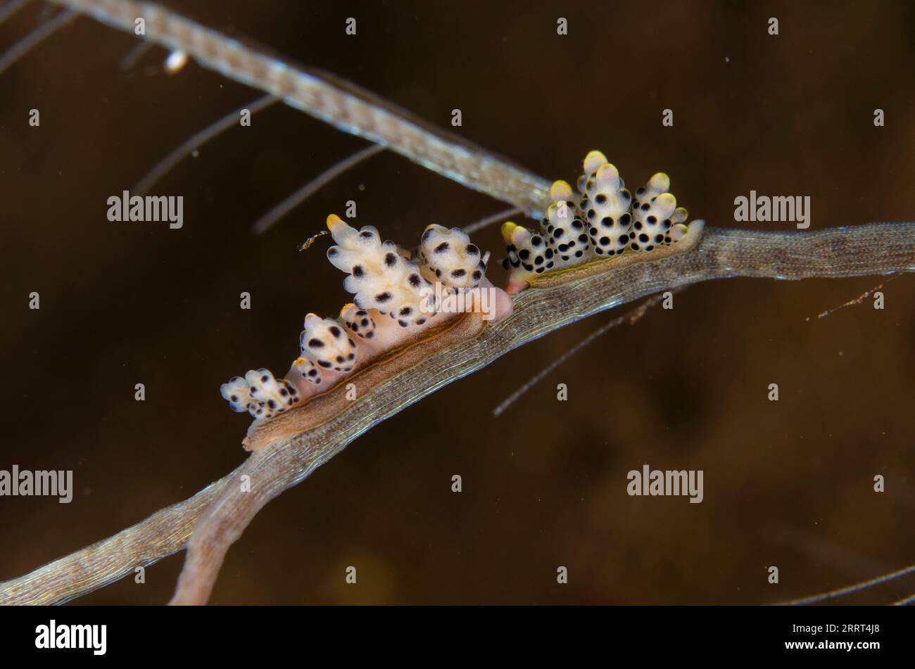 Doto Nudibranch, Doto sp, feeding on Hydroid, Jellyfish, Hydrozoa Class ...