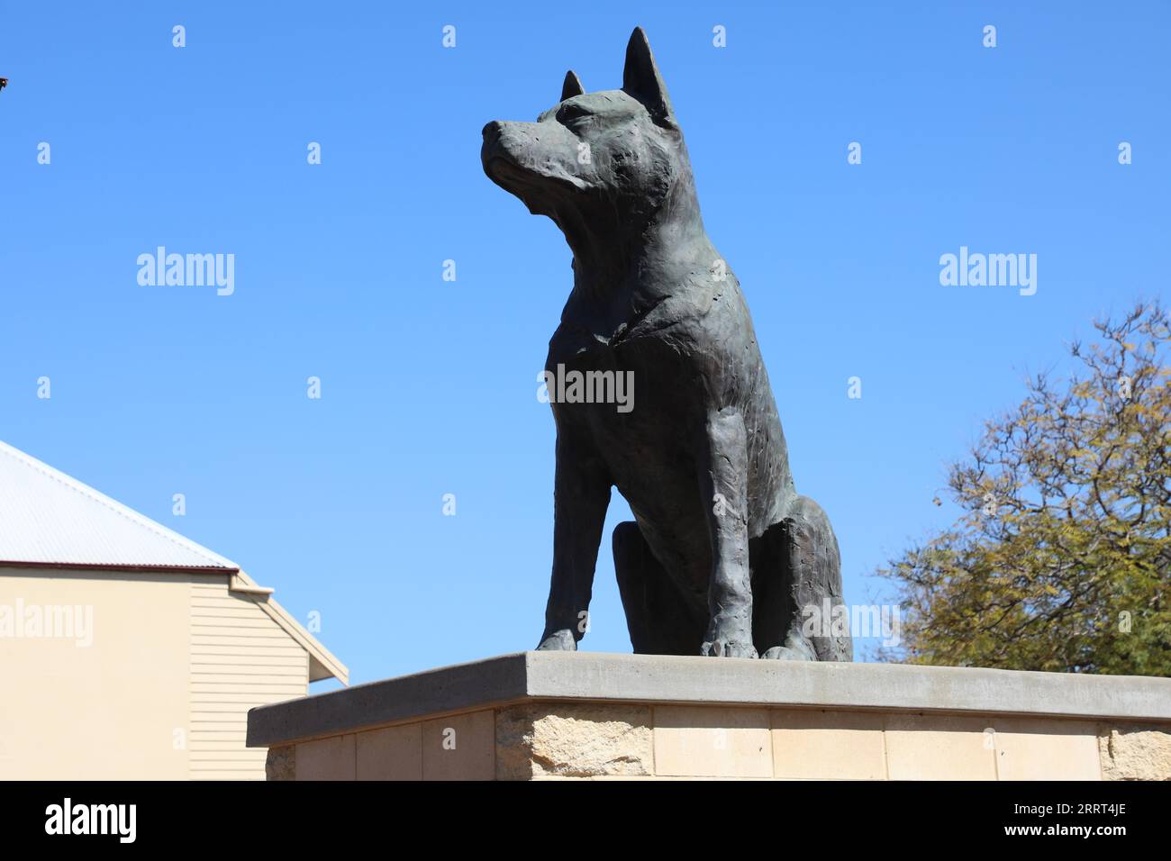 Blue heeler cattle dog statue hi-res stock photography and images - Alamy