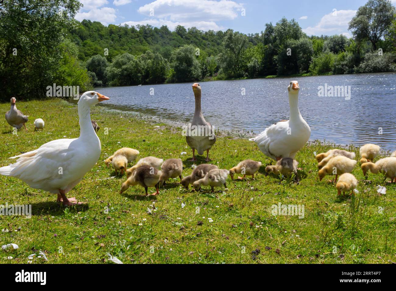 Egyptian goose family in the wild. The female, male and goslings of the ...
