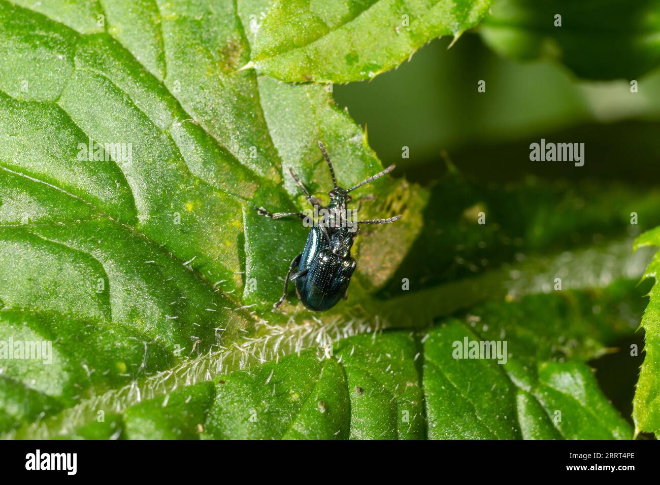 Magdalis armigera hi-res stock photography and images - Alamy