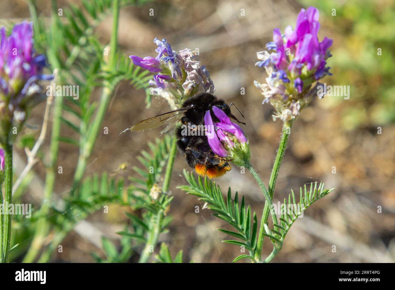 closeup Bombus lapidarius, Commonly known as the red tailed bumblebee ...