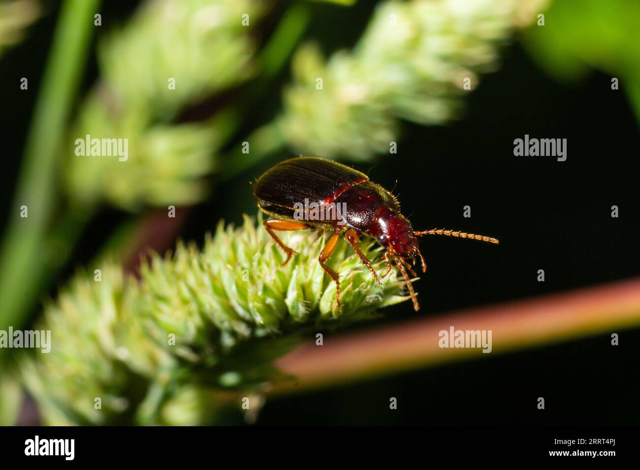 Bugs in green background hi-res stock photography and images - Alamy