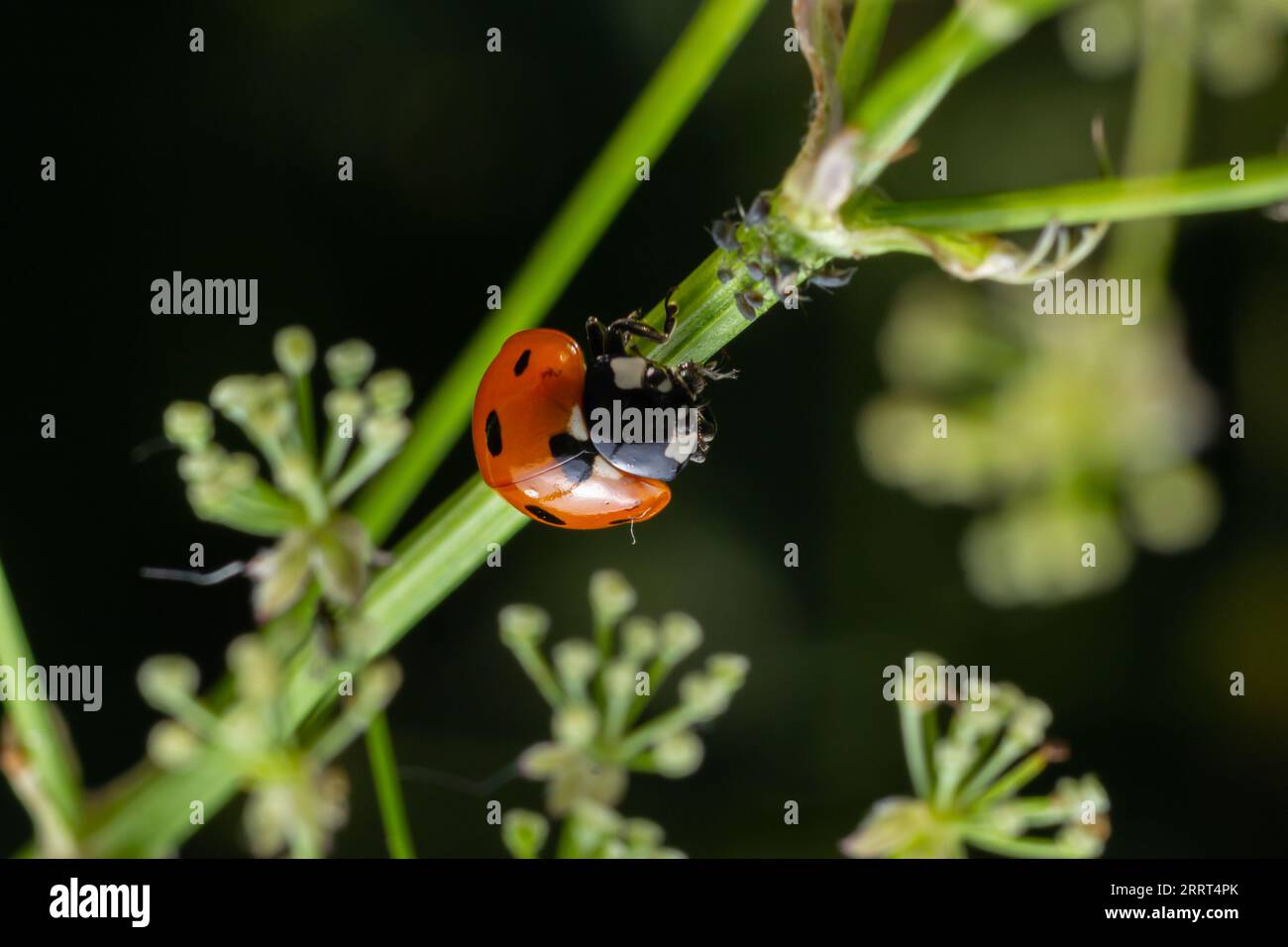 Bug of the virgin mary hi-res stock photography and images - Alamy