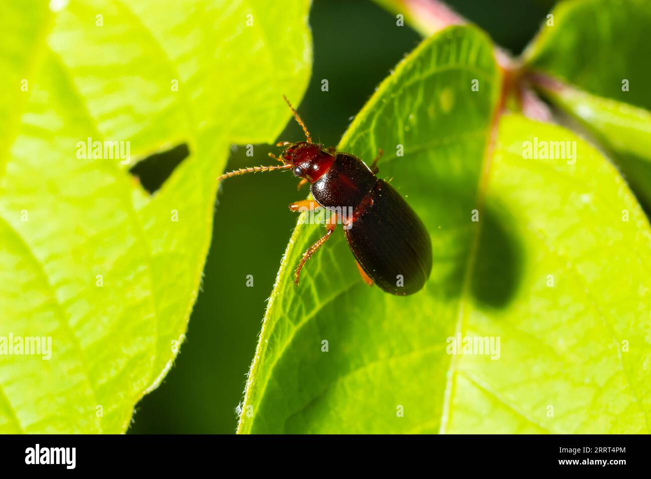 Copper ground beetle hi-res stock photography and images - Alamy