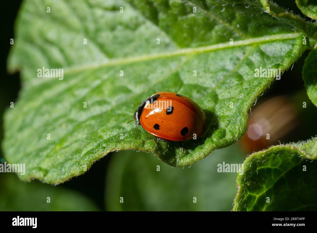 Black spotted red ladybug hi-res stock photography and images - Alamy