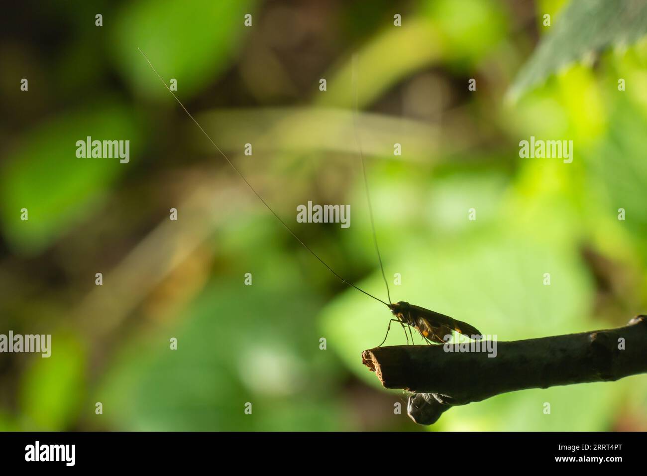 Tellow-barred Longhorn moth Nemaphora degeerella huge antenna Stock ...
