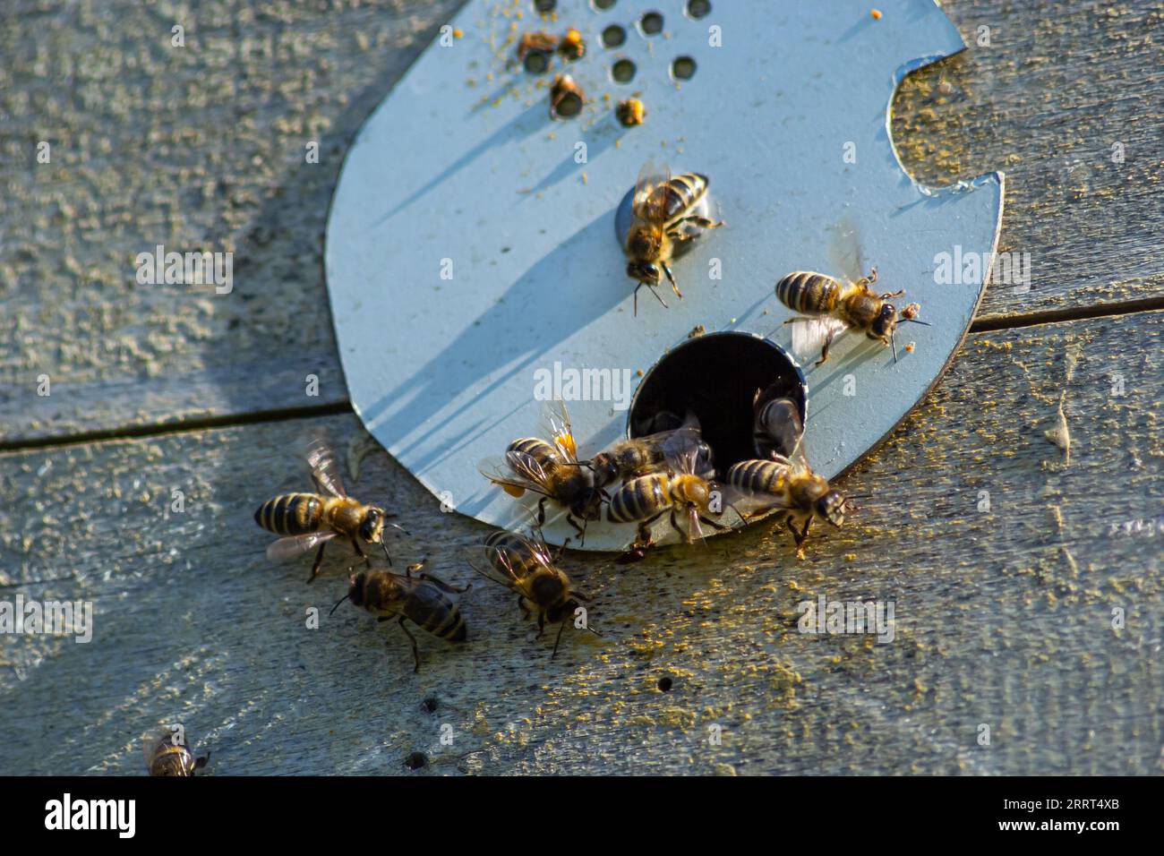 Close up of flying bees. Wooden beehive and bees. Plenty of bees at the ...
