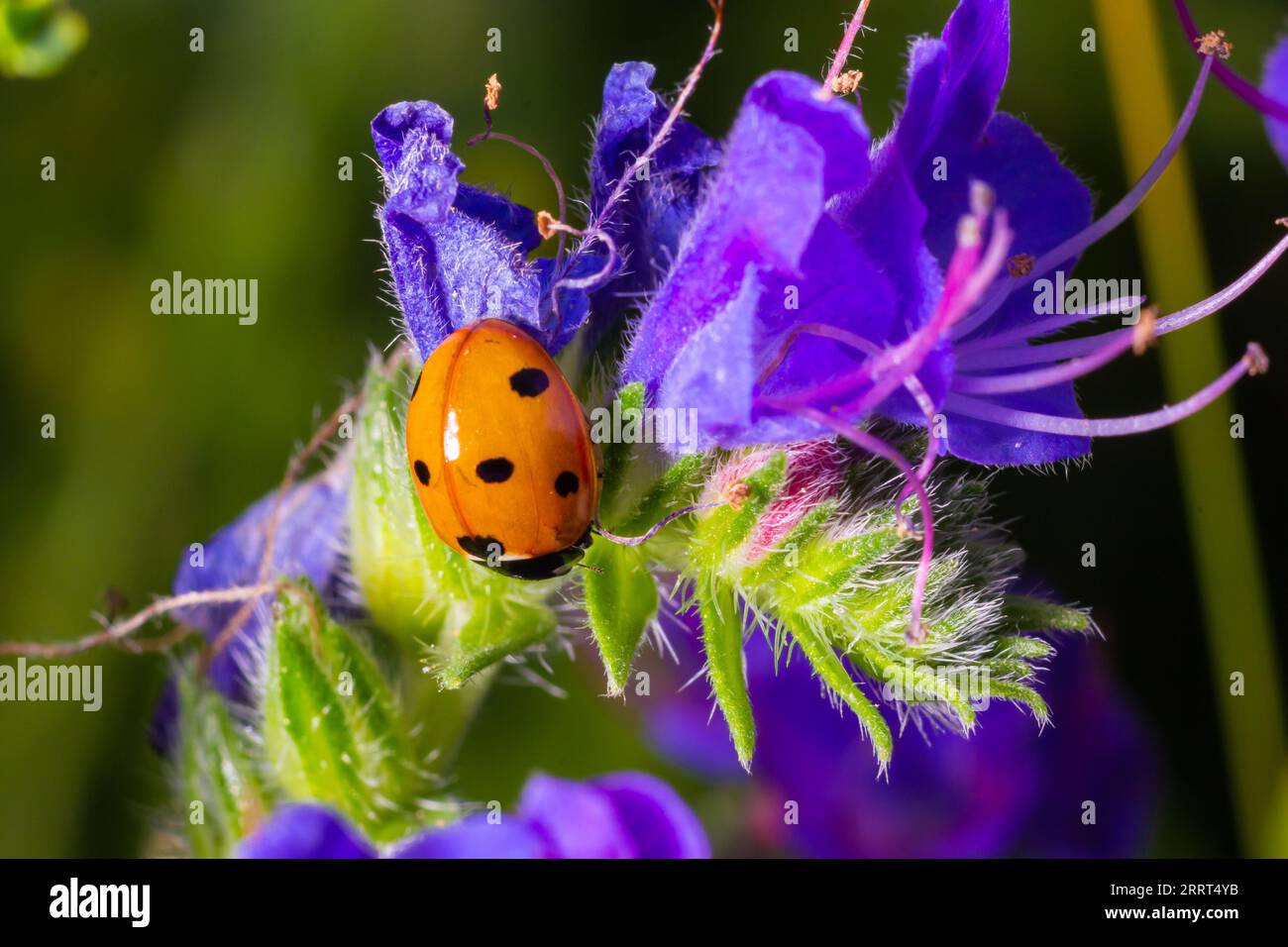Ladybug sitting on the blue flower. Coccinella septempunctata. seven ...