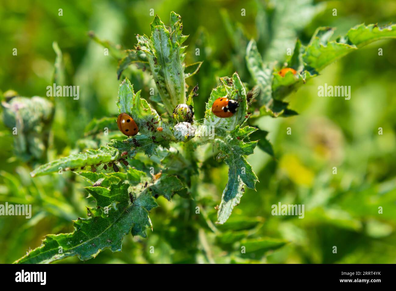 The seven-spot ladybird Coccinella septempunctata ladybug eating aphids ...