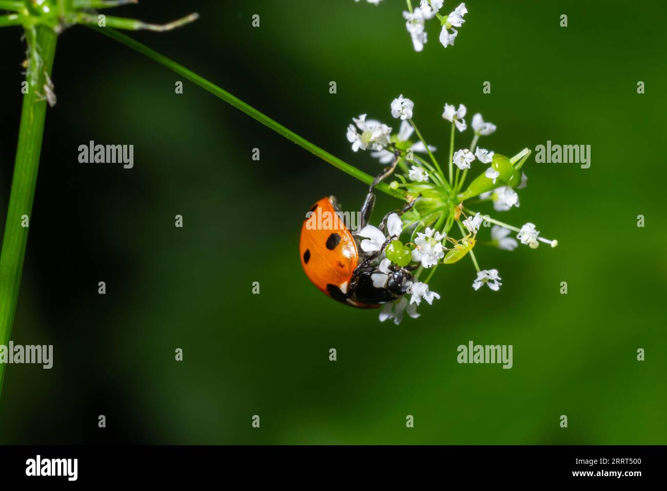 Ladybug, ladybird, Coccinella septempunctata on white flowers Stock ...