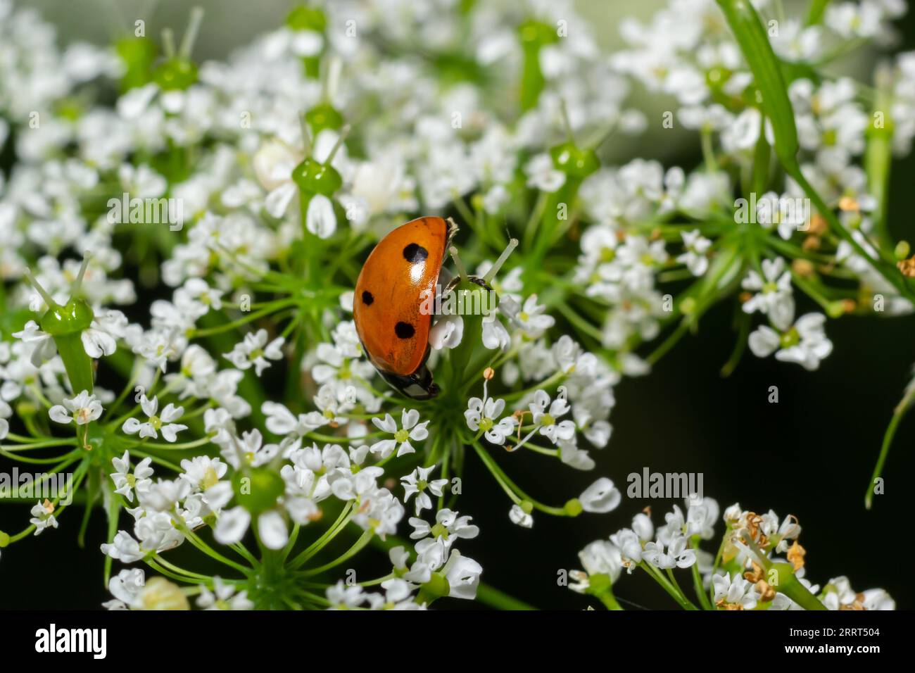 Beautiful ladybug flowers hi-res stock photography and images - Alamy