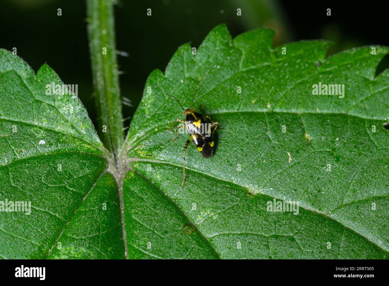 Bug form the family Miridae on plant leaf. In the forest on a summer ...