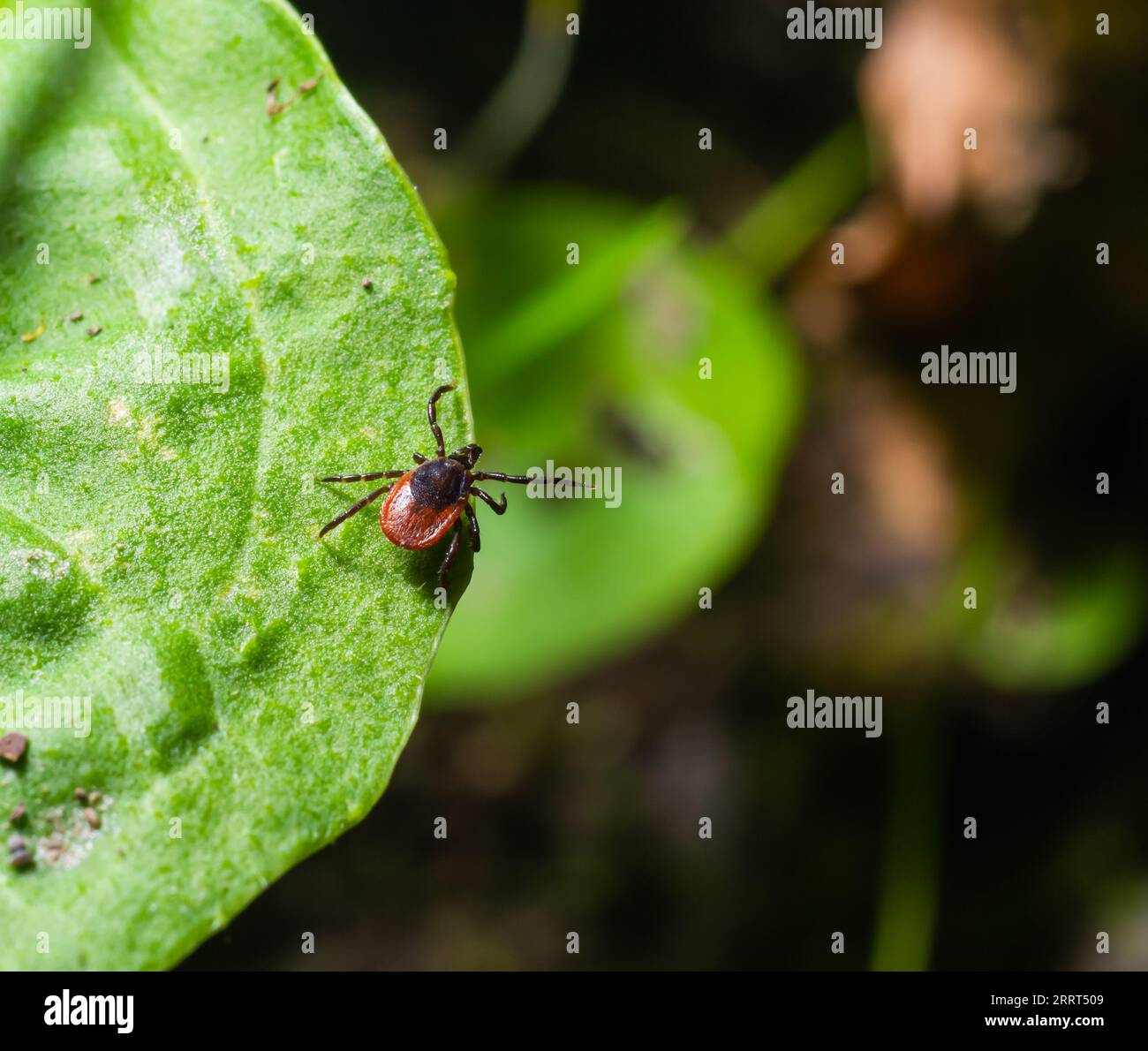 Infectious parasite deer tick hi-res stock photography and images - Alamy