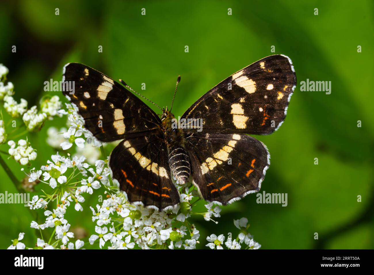 Map butterfly Araschnia levana on giant hogweed blossoms Stock Photo ...