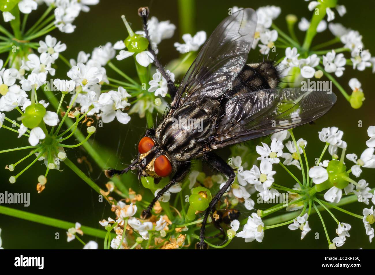 Common Flesh Fly Sarcophaga carnaria on the white blossom Stock Photo ...