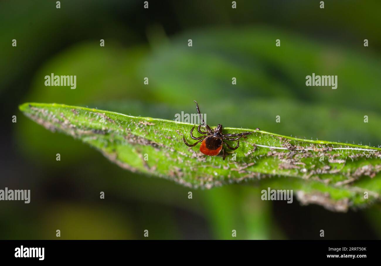 A dangerous parasite and infection carrier mite sitting on a green leaf ...
