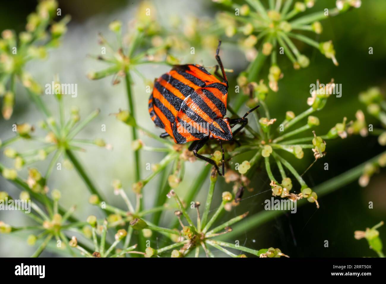 European Minstrel Bug or Italian Striped shield bug, Graphosoma ...