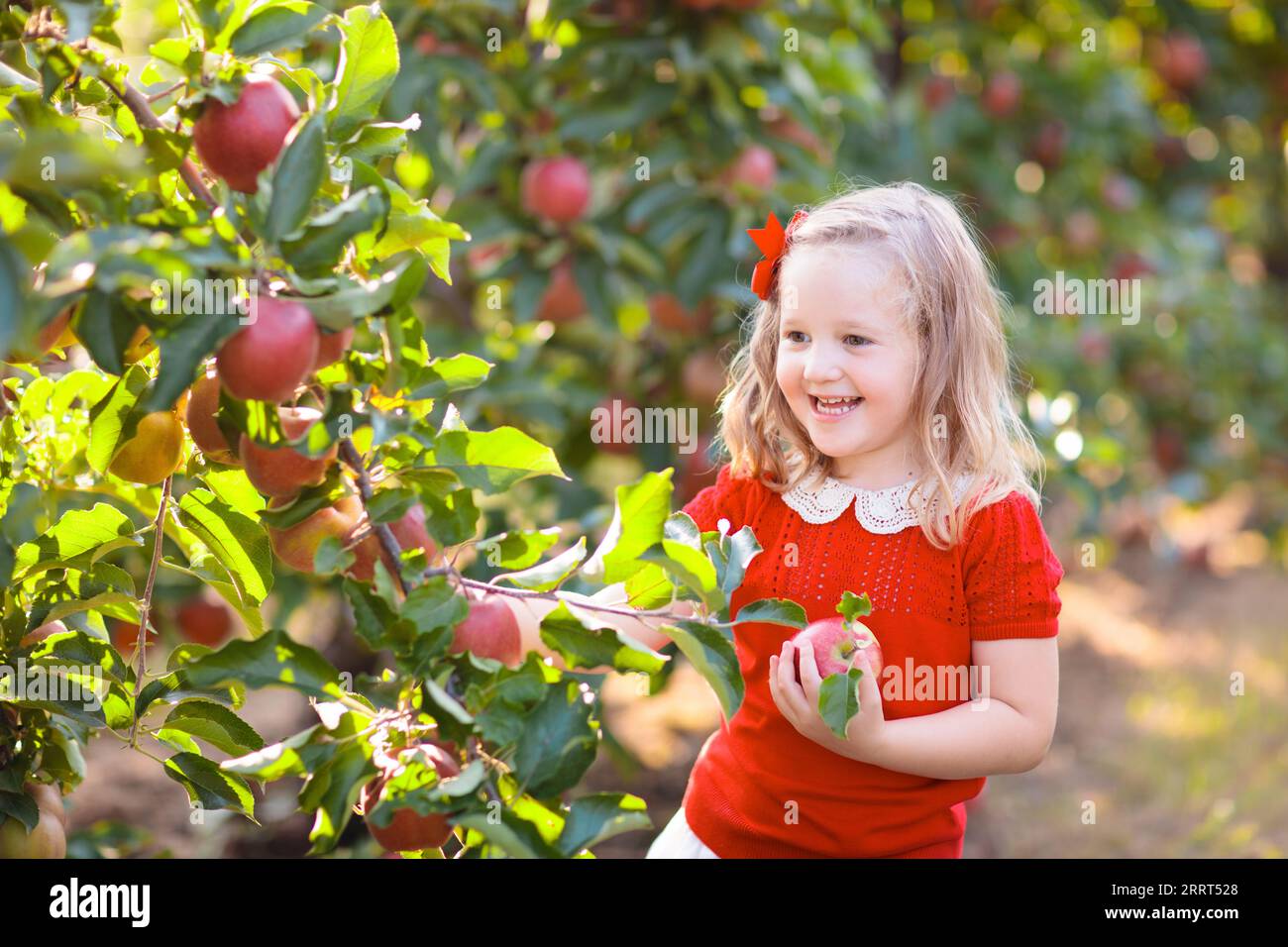 Child picking apples on a farm in autumn. Little girl playing in apple ...