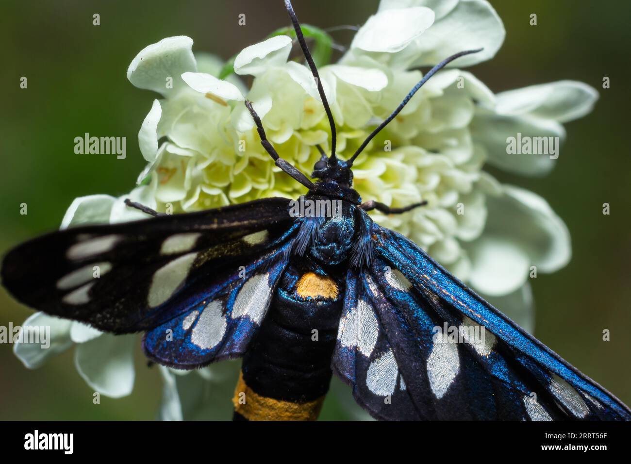 Close up of a nine spotted moth Amata phegea with spread wings Stock ...