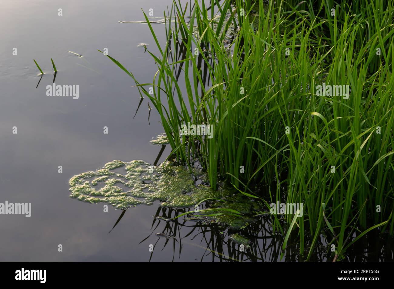 Close up of Simplestem burreed Sparganium erectum Stock Photo - Alamy