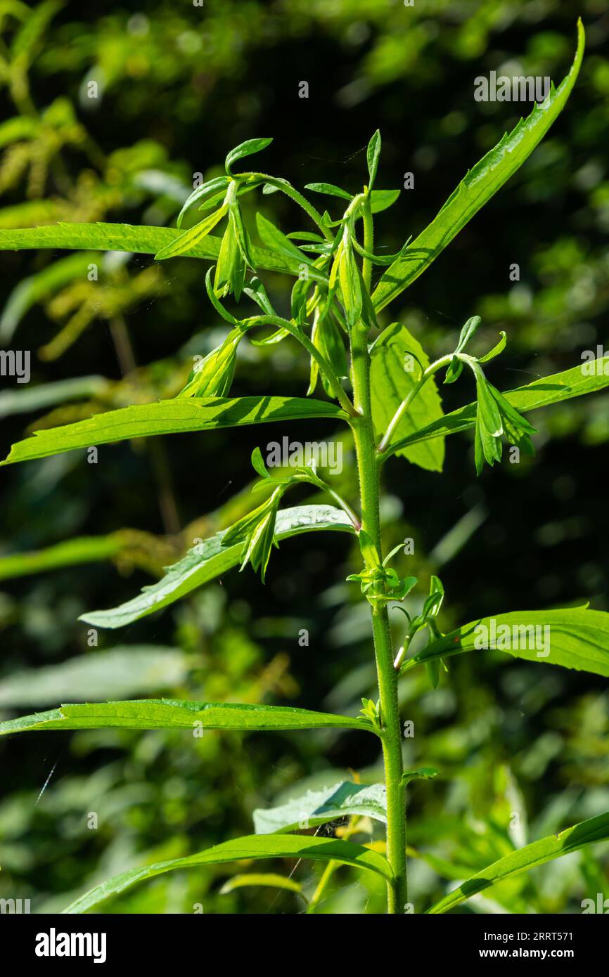 Solidago canadensis, known as Canada goldenrod or Canadian goldenrod ...
