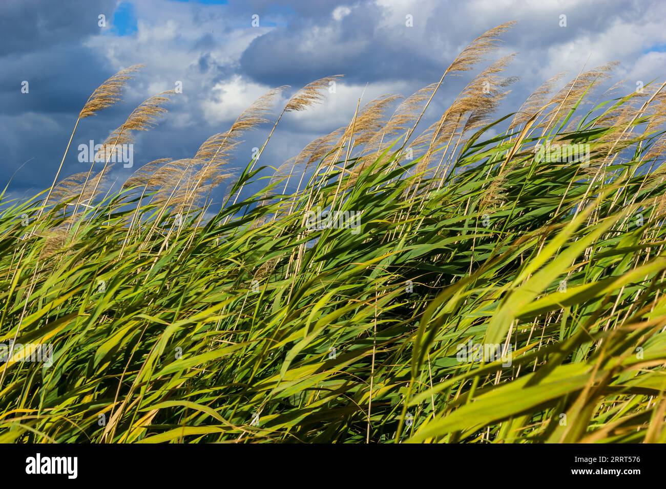 Common reed Phragmites australis. Thickets of fluffy dry trunks of ...