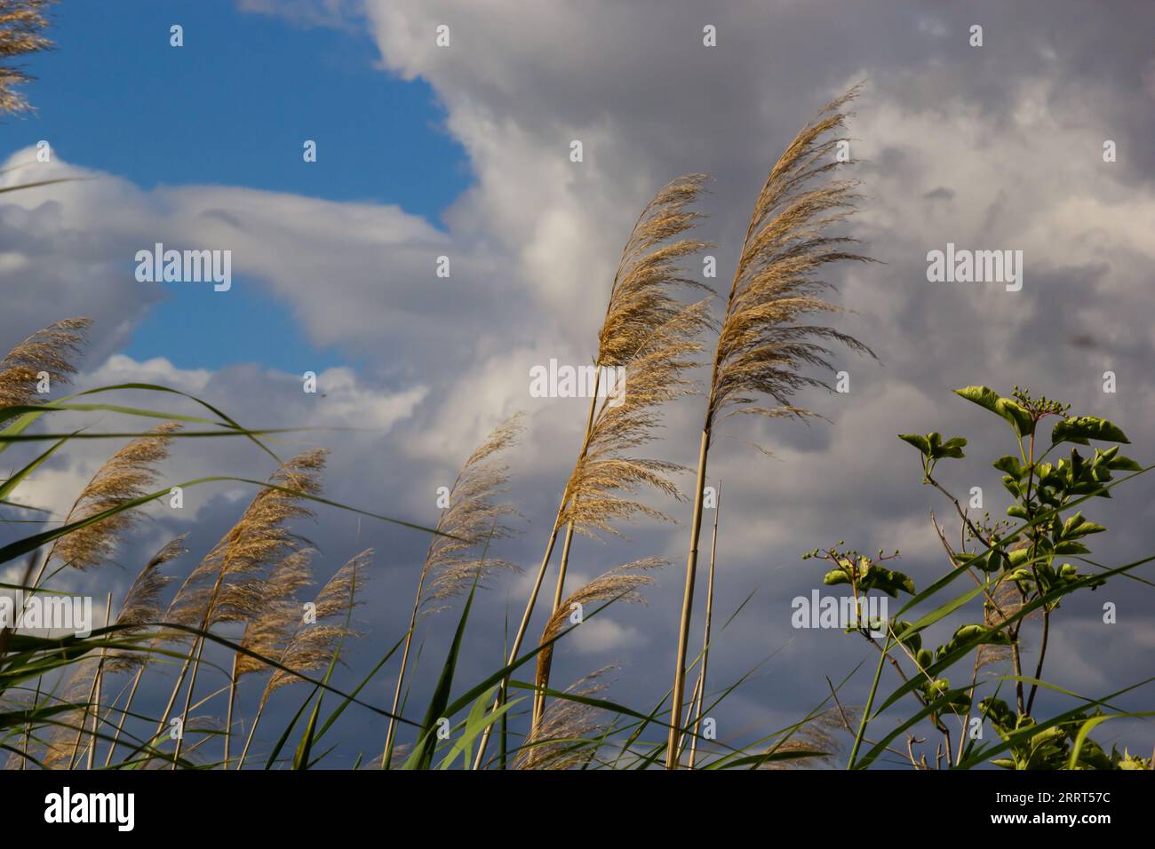 Common reed Phragmites australis. Thickets of fluffy dry trunks of ...
