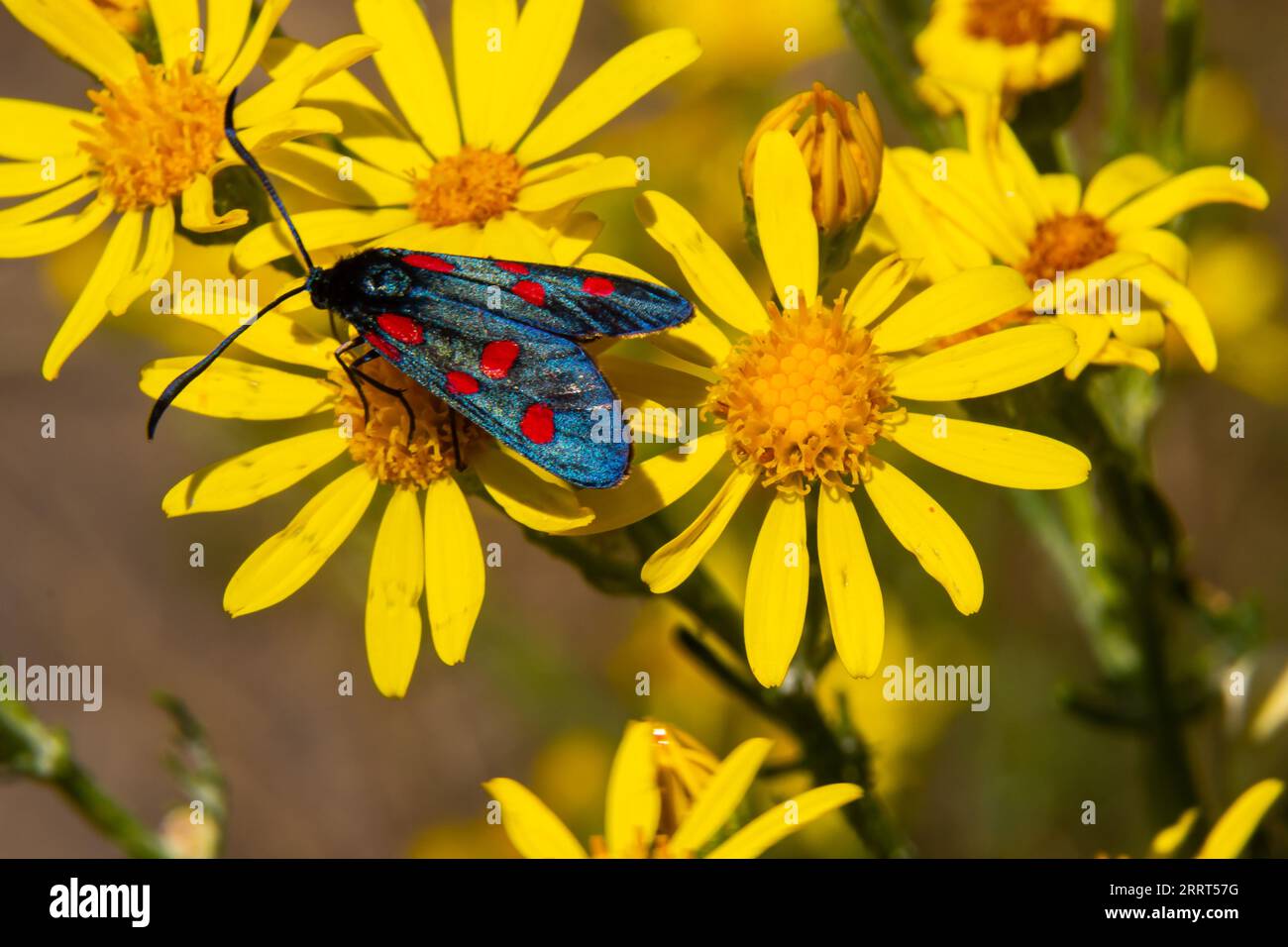 The six-spot burnet Zygaena filipendulae is a day-flying moth of the ...