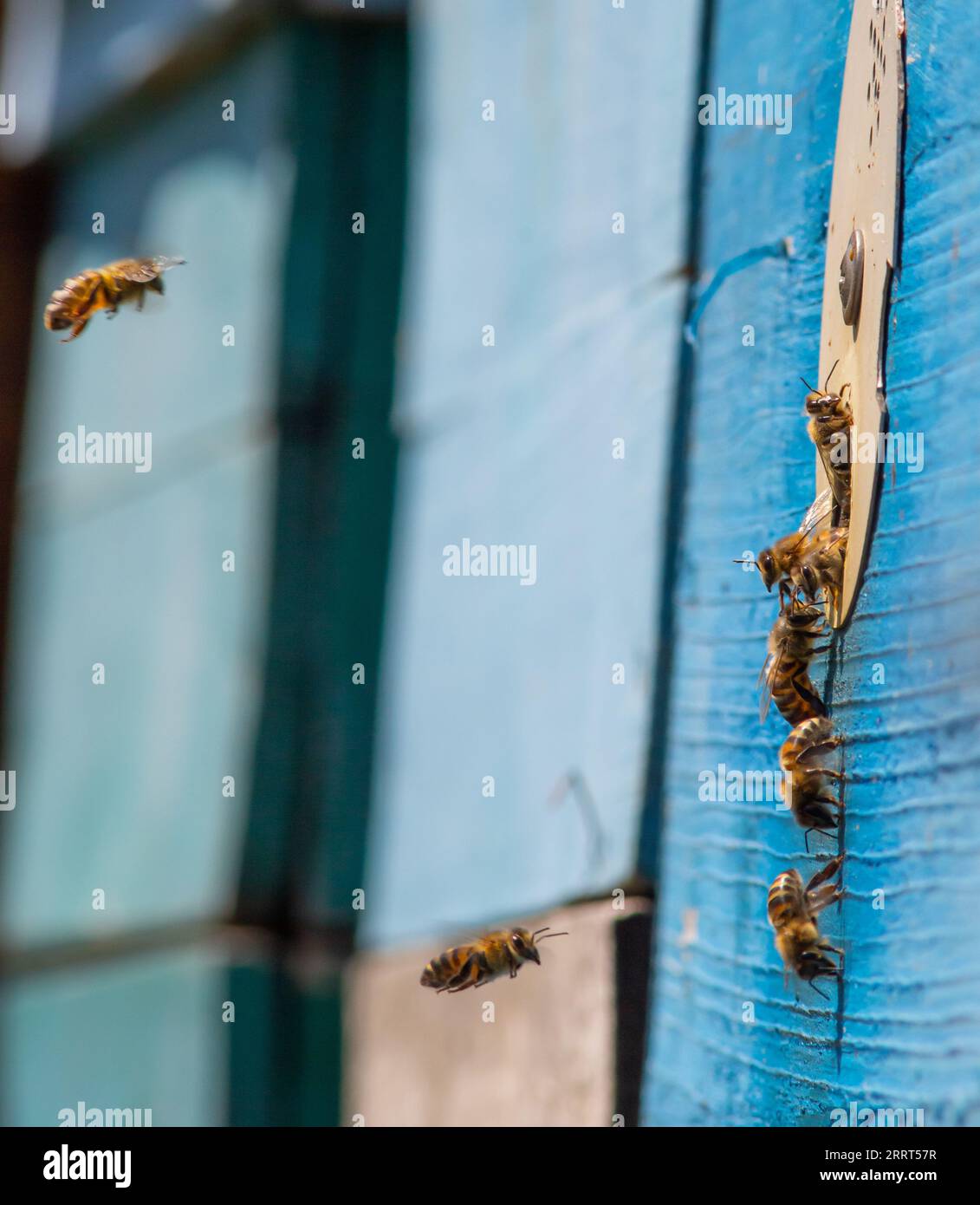 swarm of honey bees flying around beehive. Bees returning from ...