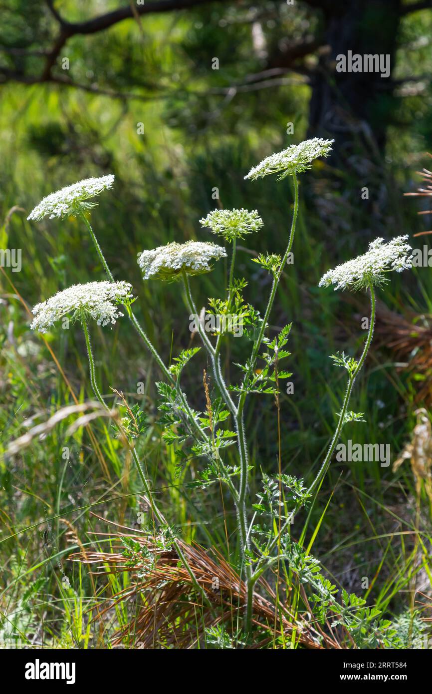 Daucus carota inflorescence, showing umbellets. White small flowers on ...