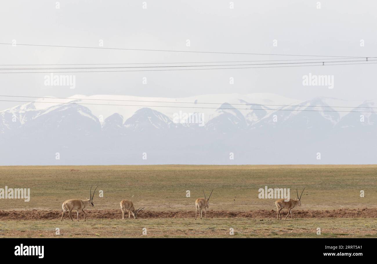 230630 -- GOLMUD, June 30, 2023 -- Tibetan antelopes forage near the ...