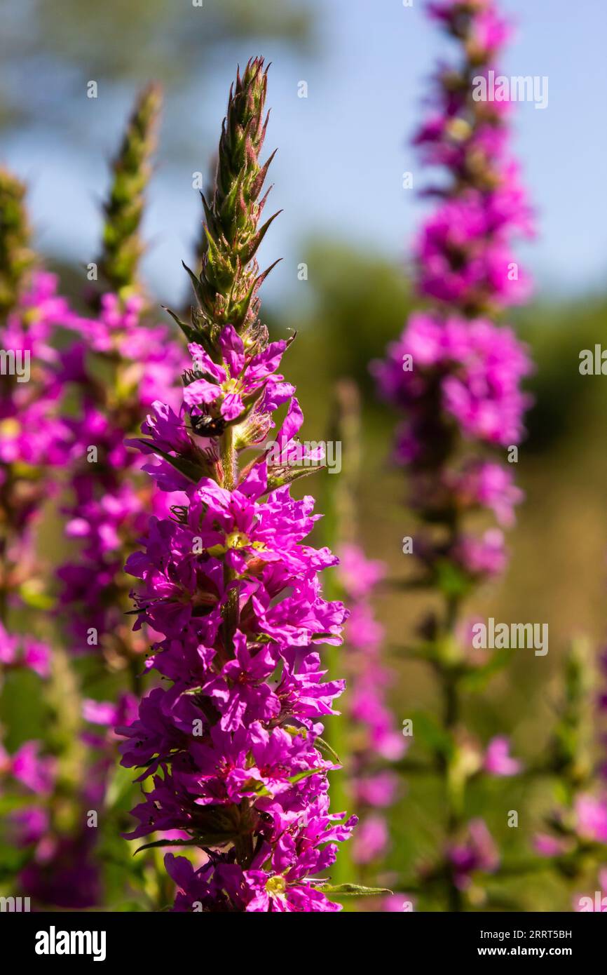 Lythrum salicaria - purple loosestrife, spiked loosestrife, purple ...