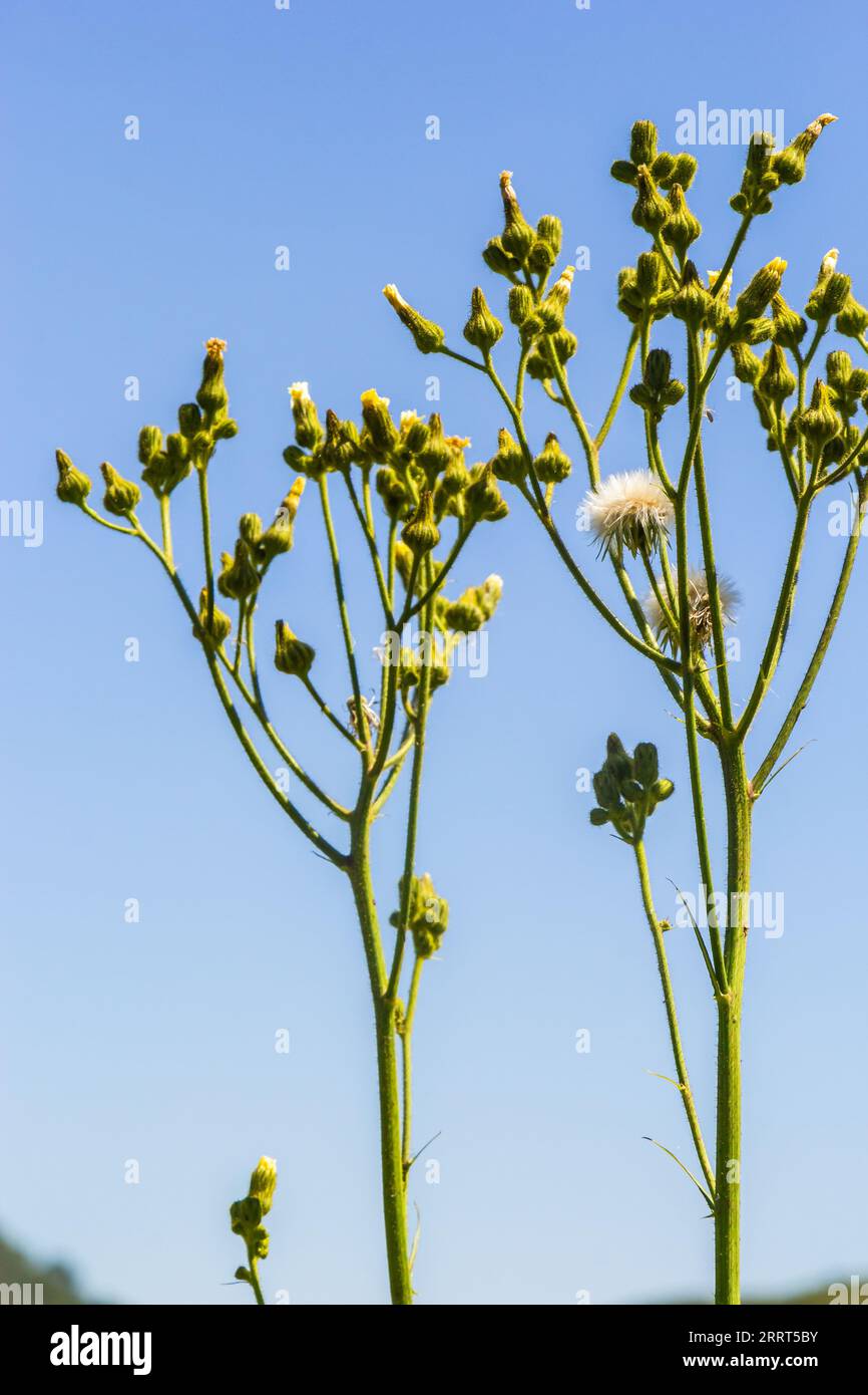 Common groundsel senecio vulgaris hi-res stock photography and images ...