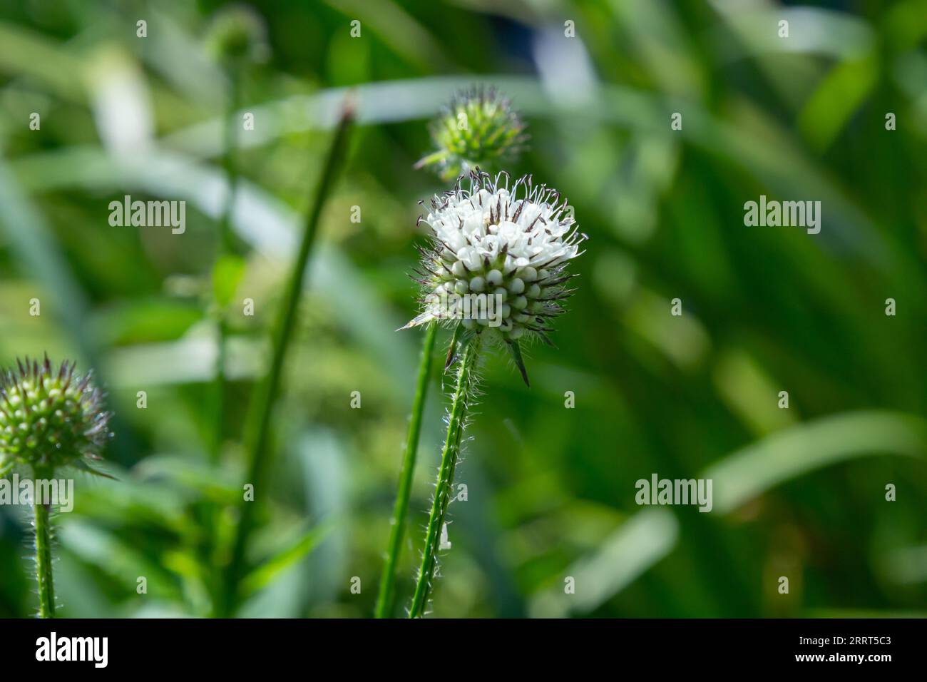 Small teasel white background hi-res stock photography and images - Alamy