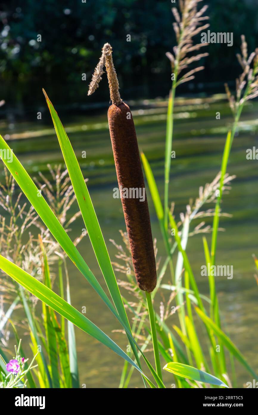 Typha latifolia, Common Bulrush. Broadleaf Cattail, blackamoor flag ...