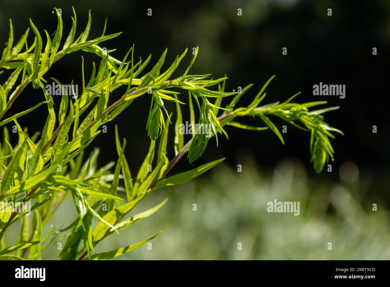 Solidago canadensis, known as Canada goldenrod or Canadian goldenrod ...