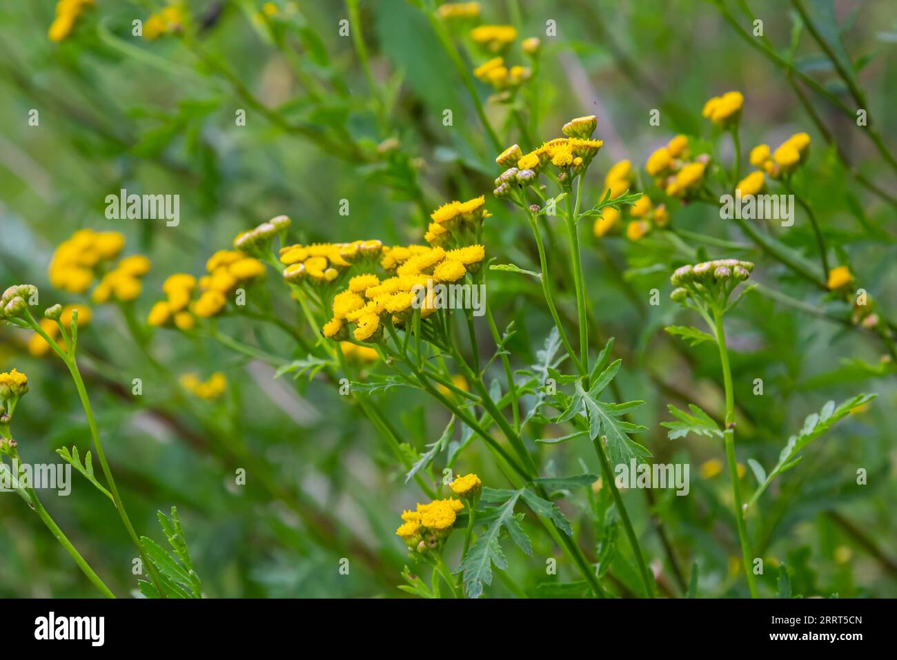 Tansy family hi-res stock photography and images - Alamy