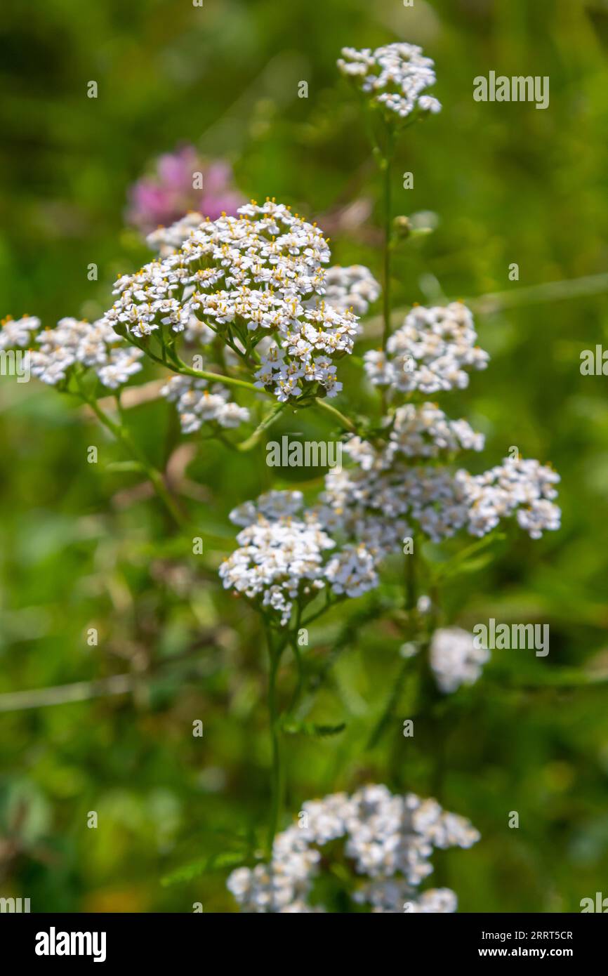 Yarrow common, flowers of a medicinal plant. Raw materials for the ...