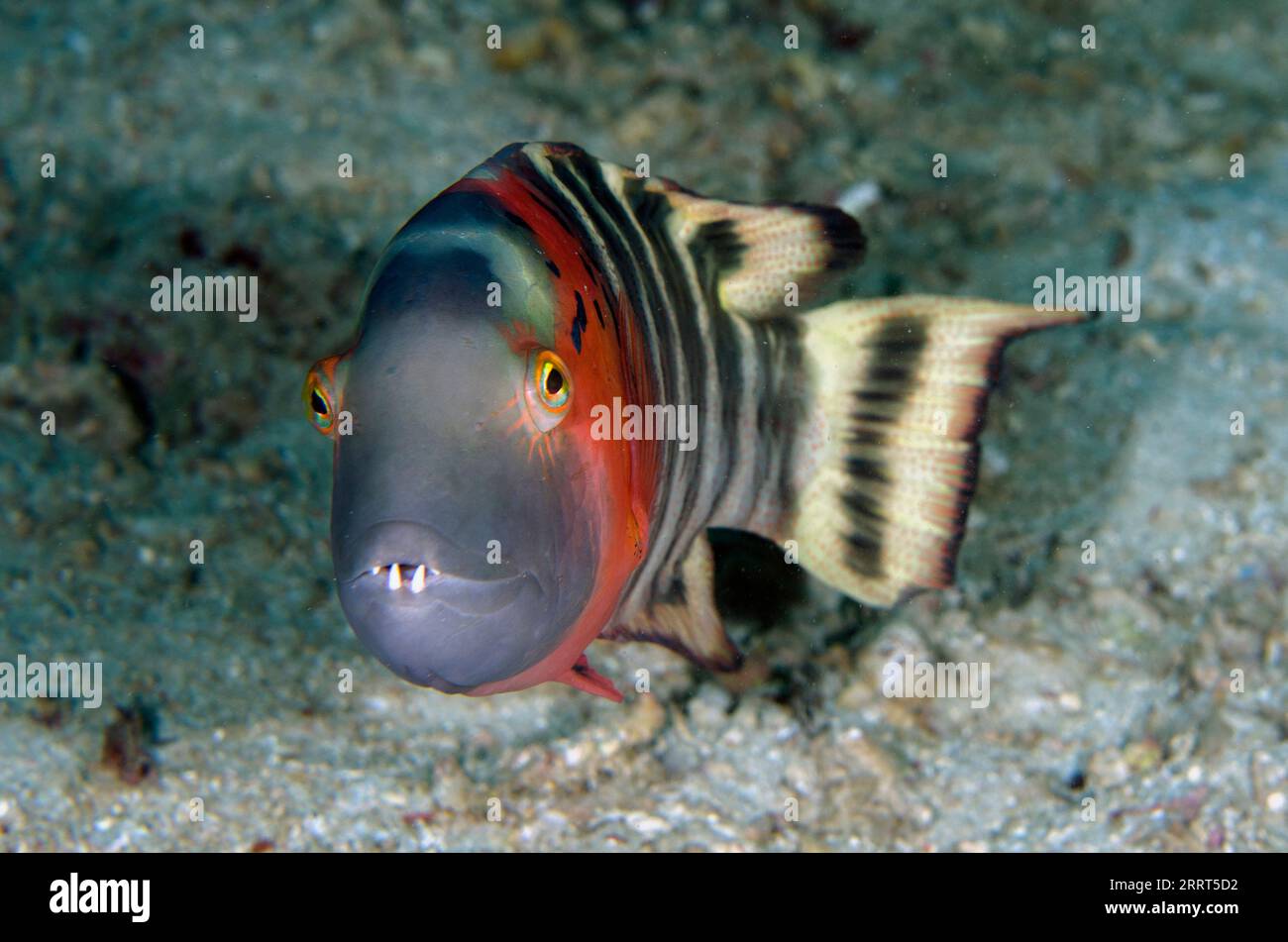 Red-breasted Wrasse, Cheilinus fasciatus, showing teeth, Post dive site ...
