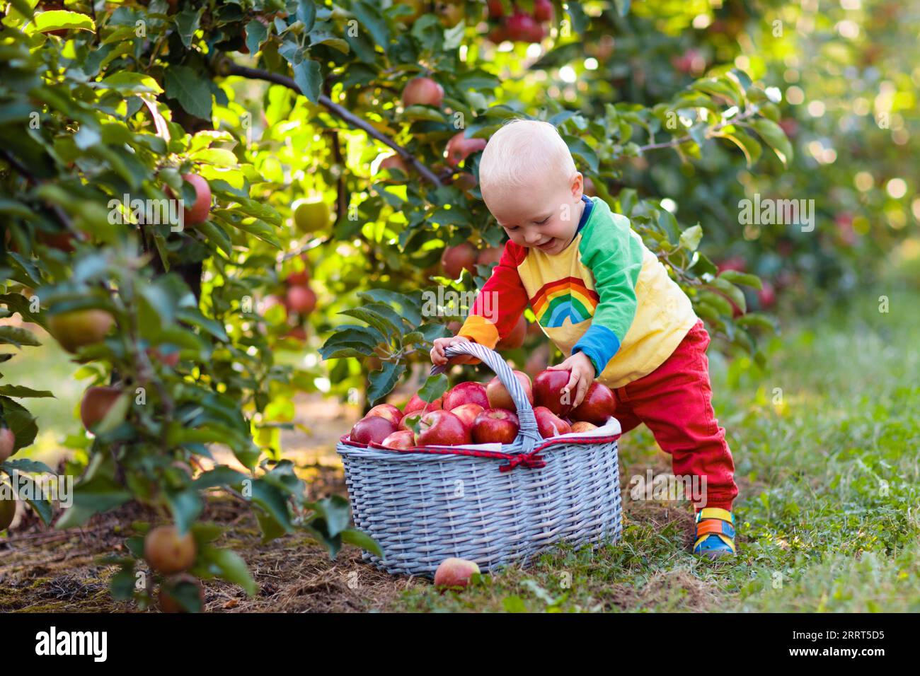 Boy with a basket of fruits hi-res stock photography and images - Alamy