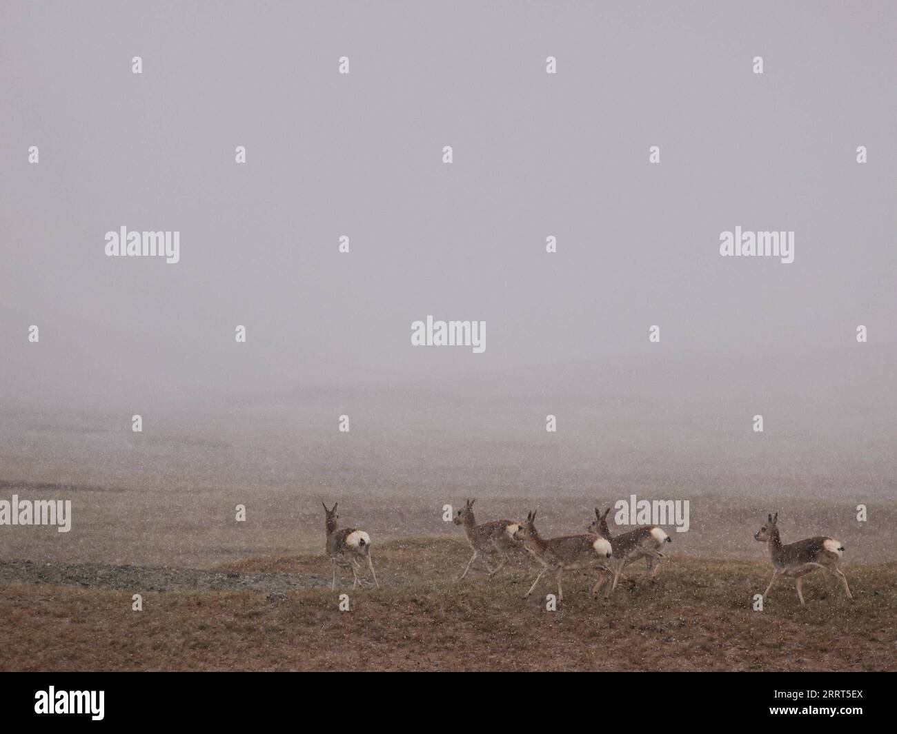 230630 -- GOLMUD, June 30, 2023 -- Tibetan gazelles forage near the ...