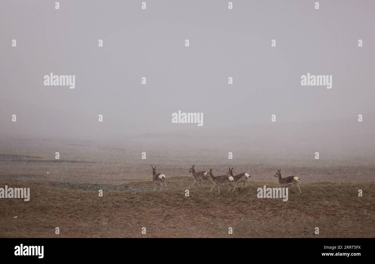 230630 -- GOLMUD, June 30, 2023 -- Tibetan gazelles forage near the ...