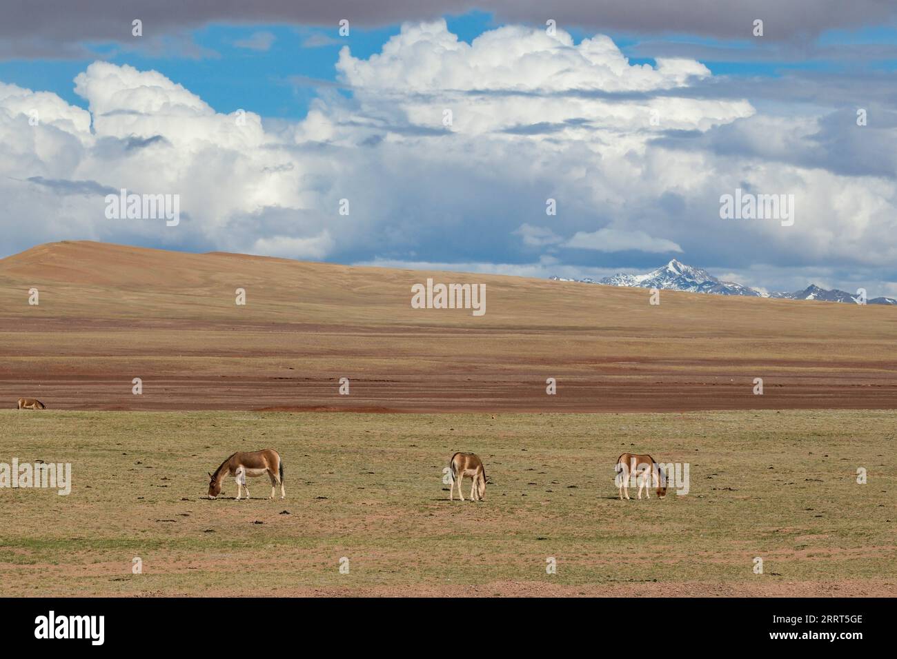 Tibetan wild donkeys hi-res stock photography and images - Alamy