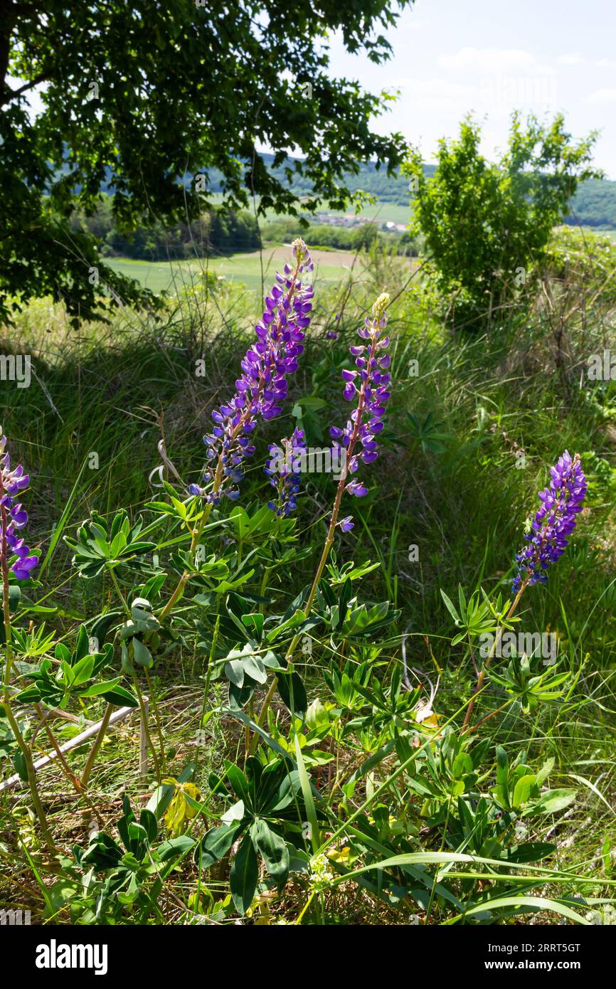 Fodder plants hi-res stock photography and images - Alamy