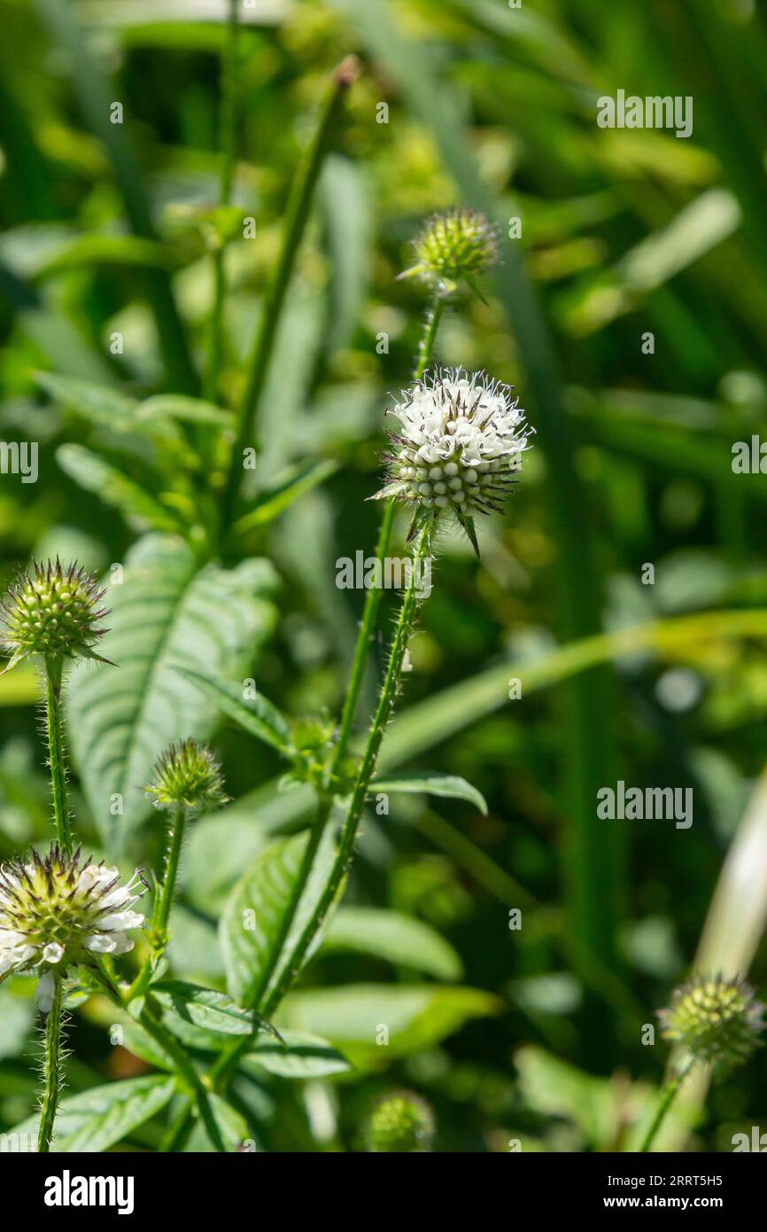 Dried teasel plants hi-res stock photography and images - Alamy
