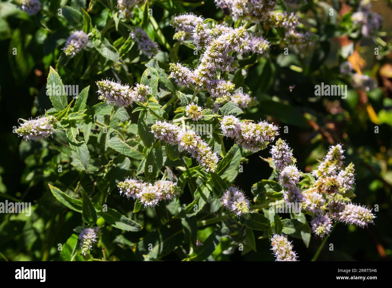 In the wild grows mint long-leaved Mentha longifolia Stock Photo - Alamy