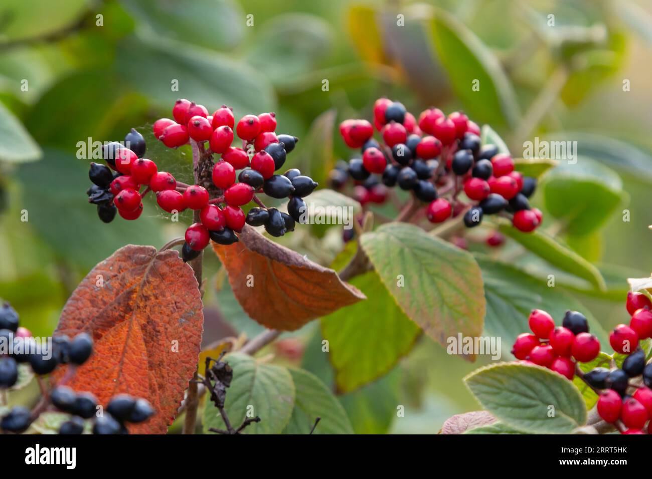 The fruit Viburnum lantana. Is an green at first, turning red, then ...