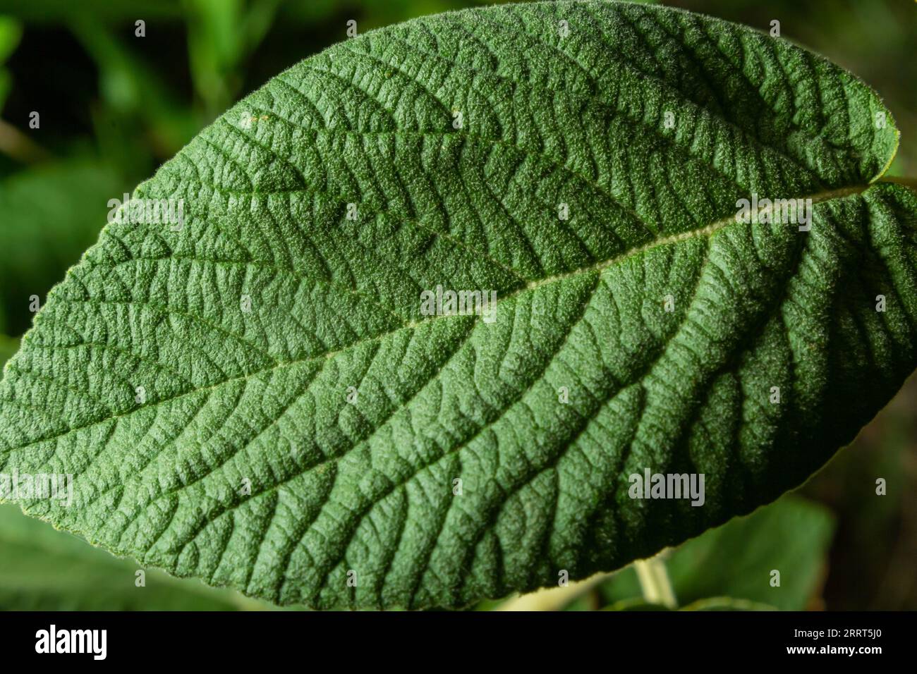 The fruit Viburnum lantana. Is an green at first, turning red, then ...