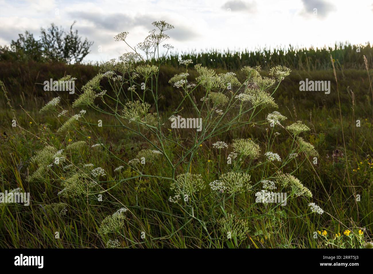 Daucus carota inflorescence, showing umbellets. White small flowers on ...