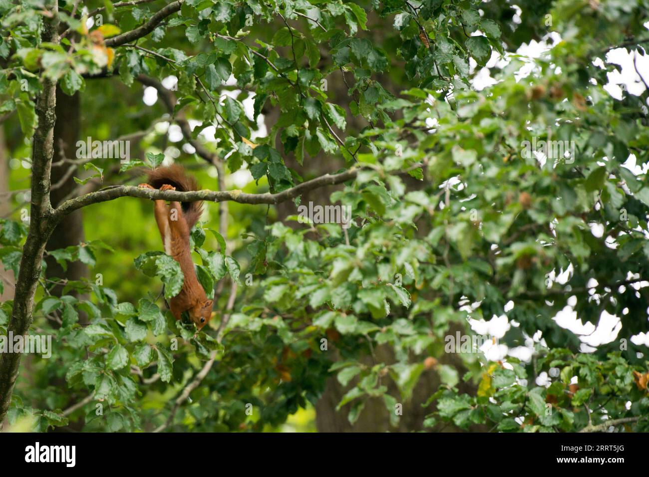 Adorable squirrel hanging upside down on a tree. Gijon, Asturias Stock ...
